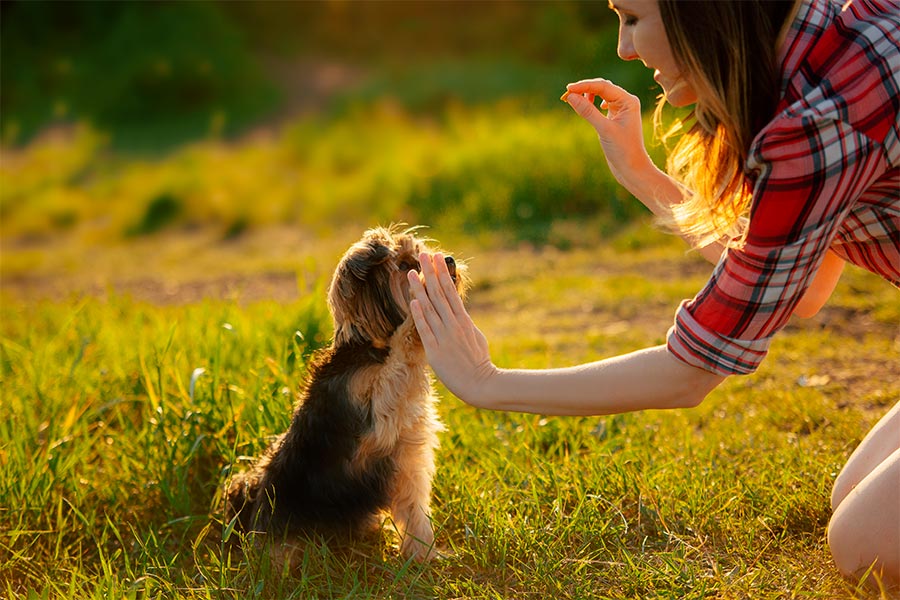 When and how to reward the dog - Gheda Petfood